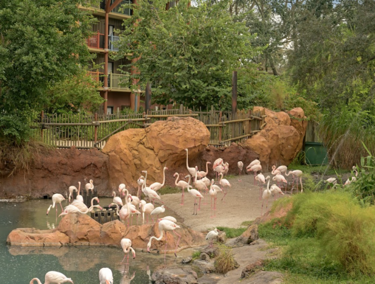 Disney’s Animal Kingdom Villas: Everything You Need to Know